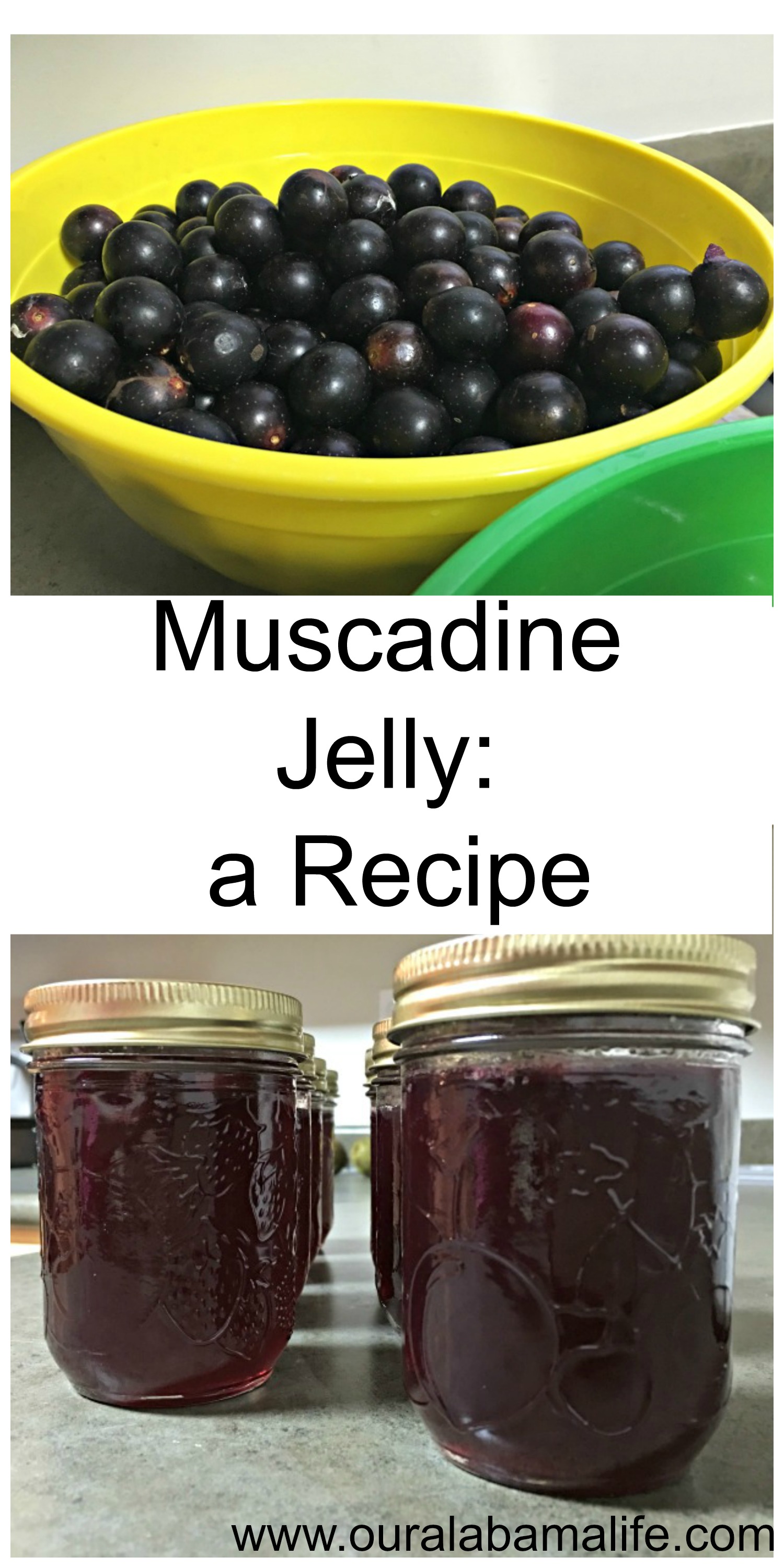 How to Make Muscadine Jelly - Our Alabama Life